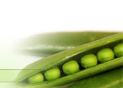 Agro Seed Service - agroseedservice.com